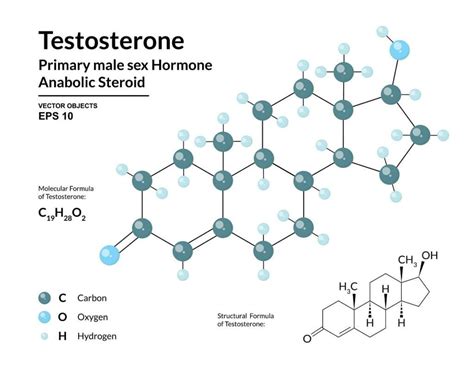 All About Testosterone Synthesis Everything You Need To Know