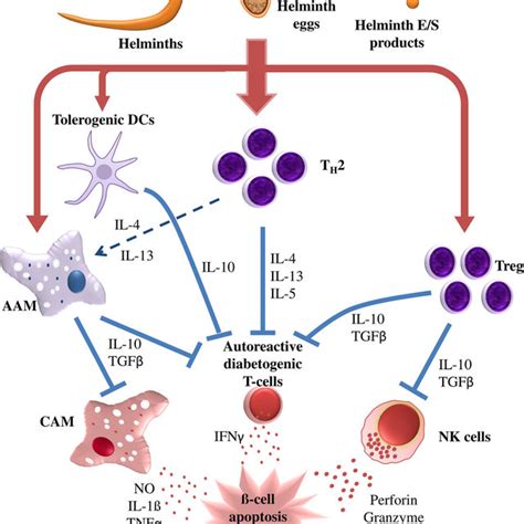 Immune Response Against Helminths Helminth Infection Mainly Leads To