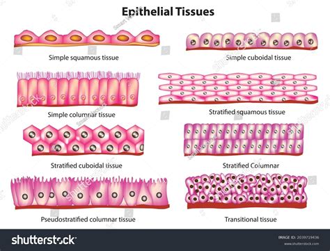 Epithelial Cell Damage Images Stock Photos Vectors Shutterstock