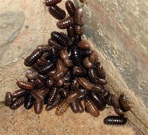 Мокрицы на дачном участке Описание и способы борьбы с вредителем Как избавится от мокриц в