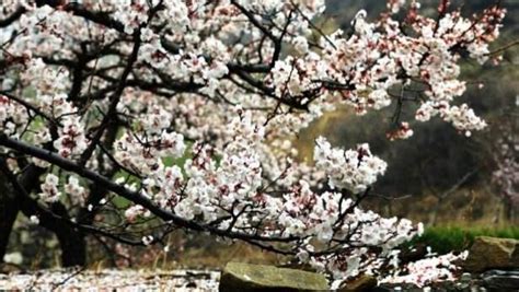 七絕 杏花雨 每日頭條