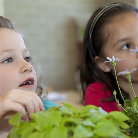 Purposeful And Effective Practical Work In Primary School Science