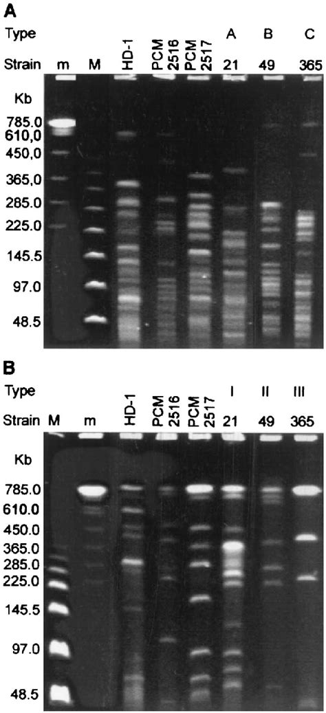 Representative Pfge Patterns Of Smai A And Noti B Digested Genomic