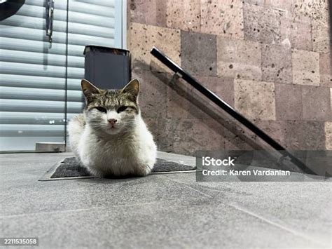 짙은 녹색 눈을 가진 노숙자 흰색과 회색 고양이가 카메라를 똑바로 바라보고 계단에 누워 있습니다 0명에 대한 스톡 사진 및 기타 이미지 Istock