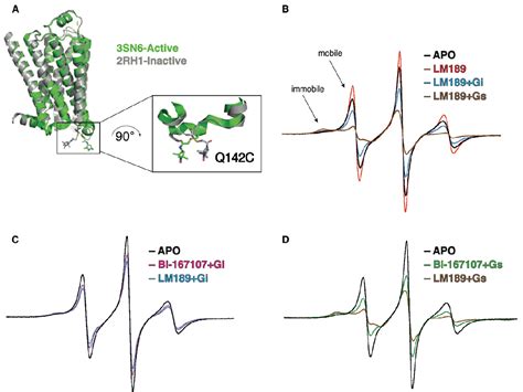 Figure 4 From Molecular Insights Into G Protein Coupling Specificity At A Class A Gpcr