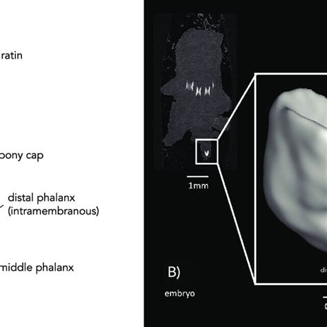 The Ungual Process Of Bony Cap In A Foot Of A Domesticated Cat A And