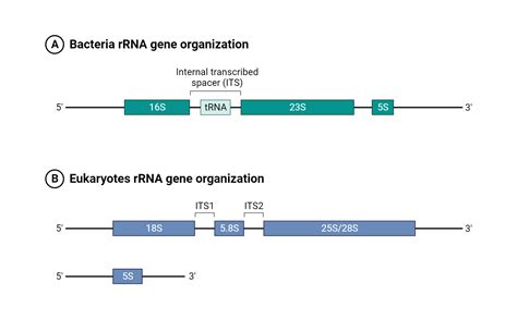 Rrna Gene Organization In Bacteria And Eukaryotes Biorender Science