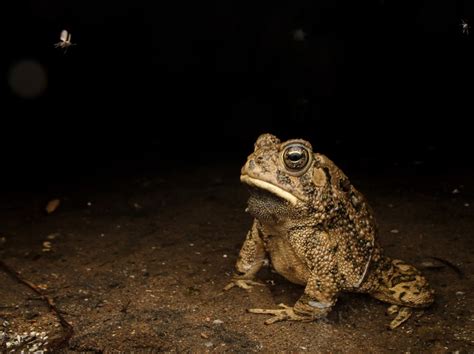 Woodhouses Toad Poster Etsy