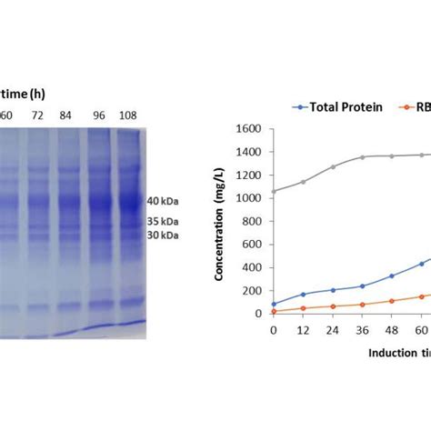 Sds Page Analysis And Production Parameters Of Samples From The Download Scientific Diagram Sds Page Analysis And Production Parameters Of Samples From The Download Scientific Diagram