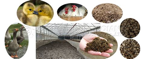 Poultry Farming Manure And Organic Fertilizer Production