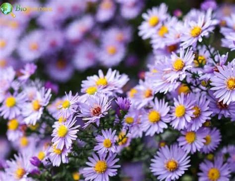 September Birth Flowers Aster And Morning Glory Symbolism And Meaning