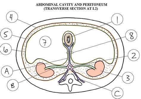 Abdominal Cavity And Peritoneum Transverse Section At L Diagram Hot