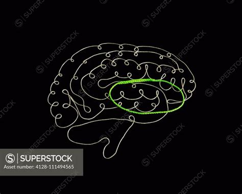 Human Brain Drawn With String Highlighting The Cortico Basal Ganglia