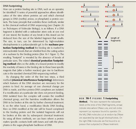 Figure 16 12 From Gene Regulation In Prokaryotes Semantic Scholar