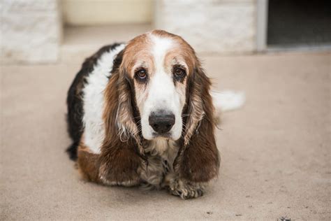 Basset Hound Grooming Tips On Shedding Bathing And More