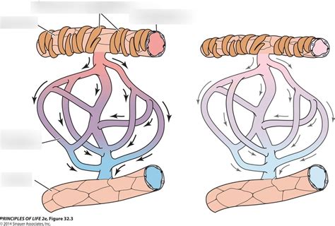 Capillaries Diagram Bio 102 Exam 3 Diagram Quizlet