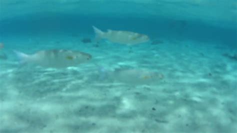 사이판 마나가하섬 깨끗한 바닷속 예쁜 물고기 길쭉한 물고기 납작한 물고기 Youtube
