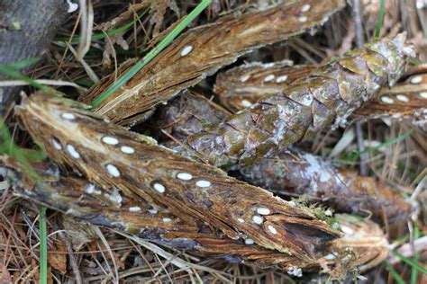 Mark Mcdermid Mcdermid Mark Twitter