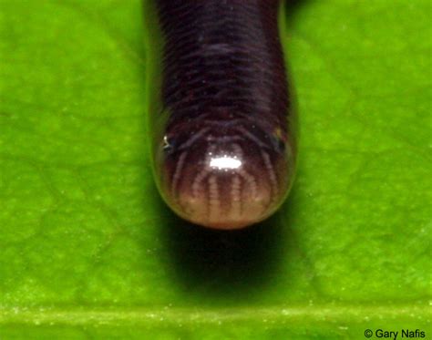 Brahminy Blind Snake Ramphotyphlops Braminus