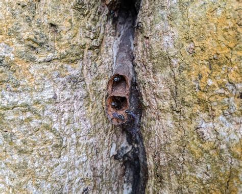 Premium Photo Closeup Of A Stingless Bees Native To Malaysia Forests