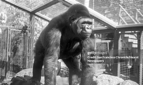 Koko The Gorilla Who Is Being Taught Sign Language October 10 1981