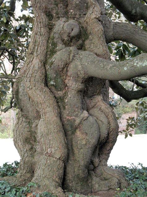 Dances With Trees I LOVE When I See A Tree Has Grown Into An Interesting Weird Trees Old