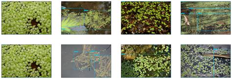 Duckweed Detection Dataset Ieee Dataport