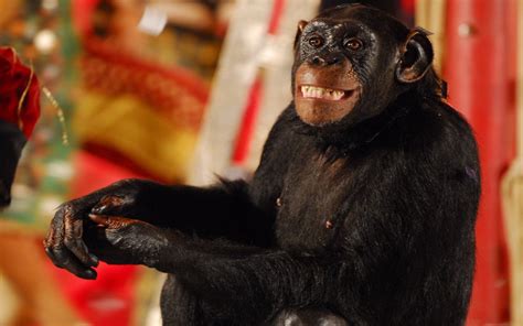 Protagonista De Caras E Bocas Macaco Xico Agrediu Diretor Da Globo Em