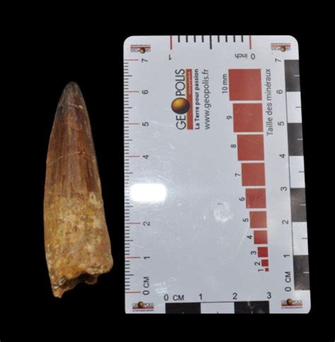 Spinosaurus Fossiele Tand Spinosaurus Aegyptiacus Online Veiling Catawiki