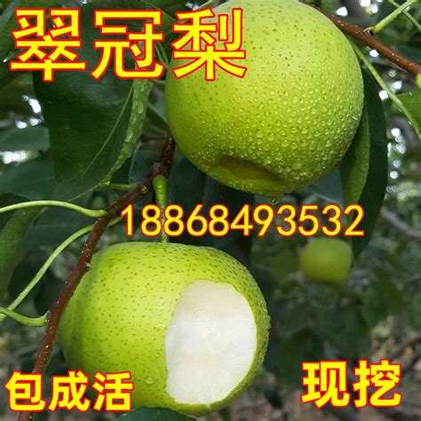 翠冠梨树果苗南北方庭院地栽种植特大果树苗盆栽嫁接活苗当年结果 虎窝淘