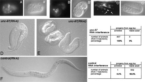 Unc 97 Functions In Muscle Development Ac Unc 97gfp Localization