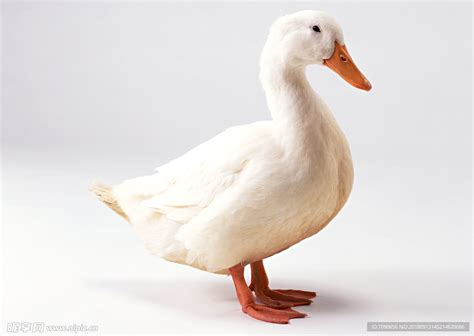 鸭子摄影图 家禽家畜 生物世界 摄影图库 昵图网