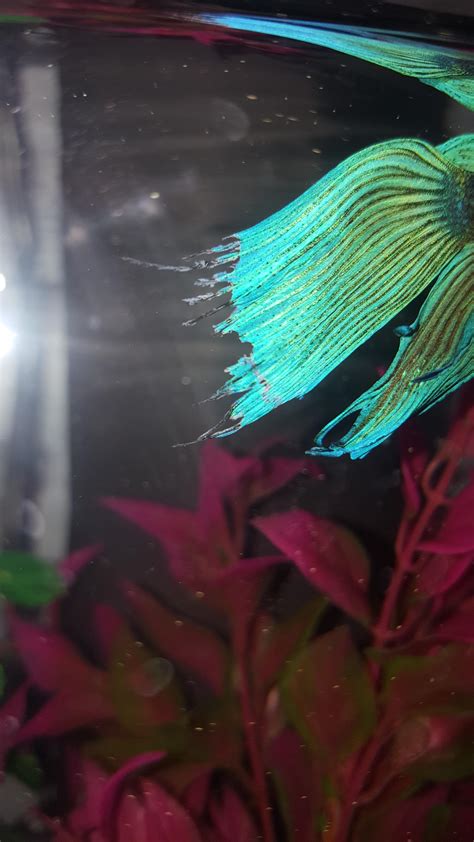 Tail Biting Happened Within A Few Hours Of Leaving Him Alone R