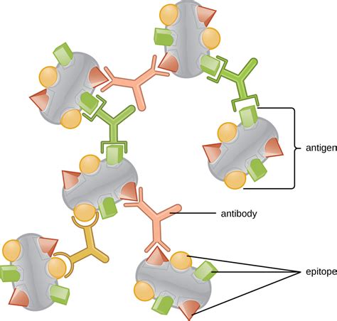 Overview Of Specific Adaptive Immunity · Microbiology