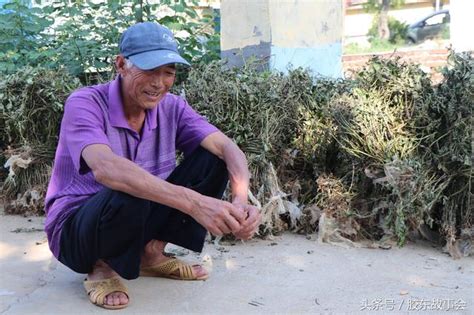 威海這個村有棵幾百年的大槐樹最早的村民來自棲霞 每日頭條