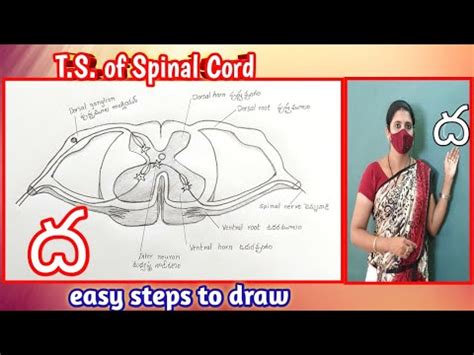 How To Draw T S Of Spinal Cord T S Of Spinal Cord Diagram