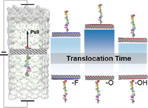 The Role Of Mxene Surface Terminations On Peptide Transportation In