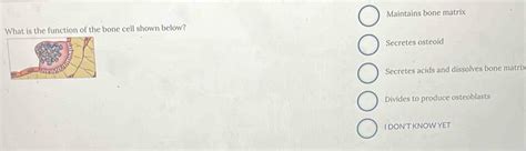 Solved Maintains Bone Matrix What Is The Function Of The Bone Cell