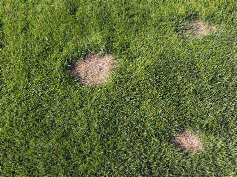 Tips On Spotting And Fixing Lawn Issues Kellogg Garden Organics™