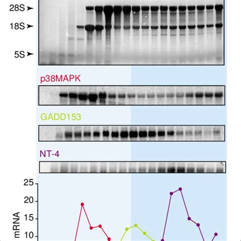 Polysome Bound MRNA Expression Profiling Can Be Quantitated Both Download Scientific Diagram