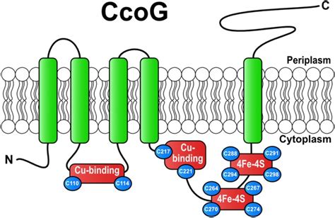 The Cbb3 Type Cytochrome Oxidase Assembly Factor Ccog Is A Widely Distributed Cupric Reductase Pmc