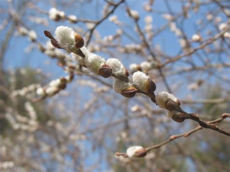 Keystone Native Trees Shrubs Flowering Plantsvital For Birds And Pollinators News