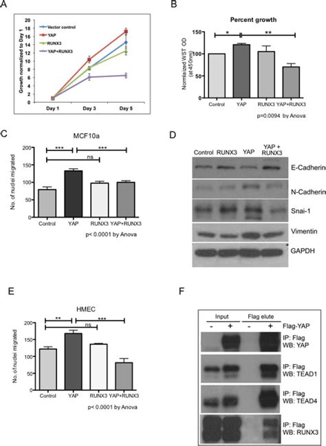 runx3 attenuates yap induced proliferation and migration runx3
