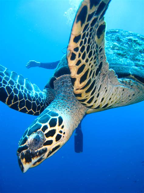 코모도섬 Padi 4일 오픈 워터 코스