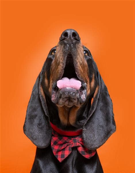 عکس آتلیه ای زیبا از یک سگ پناهگاه در پس زمینه ای جدا شده 1714583