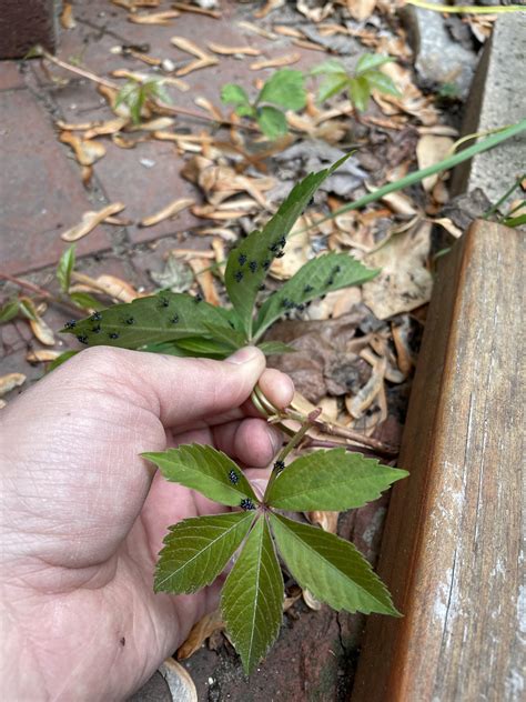 Lantern Fly Nymphs Rnyc