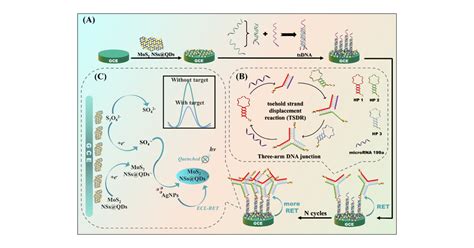 Smart Target Initiated Catalytic Dna Junction Circuit Amplification