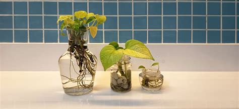 Three Indoor Plant Propagation With Hydroponics In Glass Containers