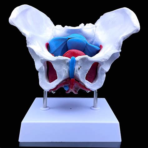 Female Pelvis Anatomy Model With Pelvic Floor Sri Lanka Ubuy