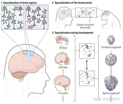 重磅迄今最大的人类脑细胞图谱发布！12篇science齐发！ 知乎